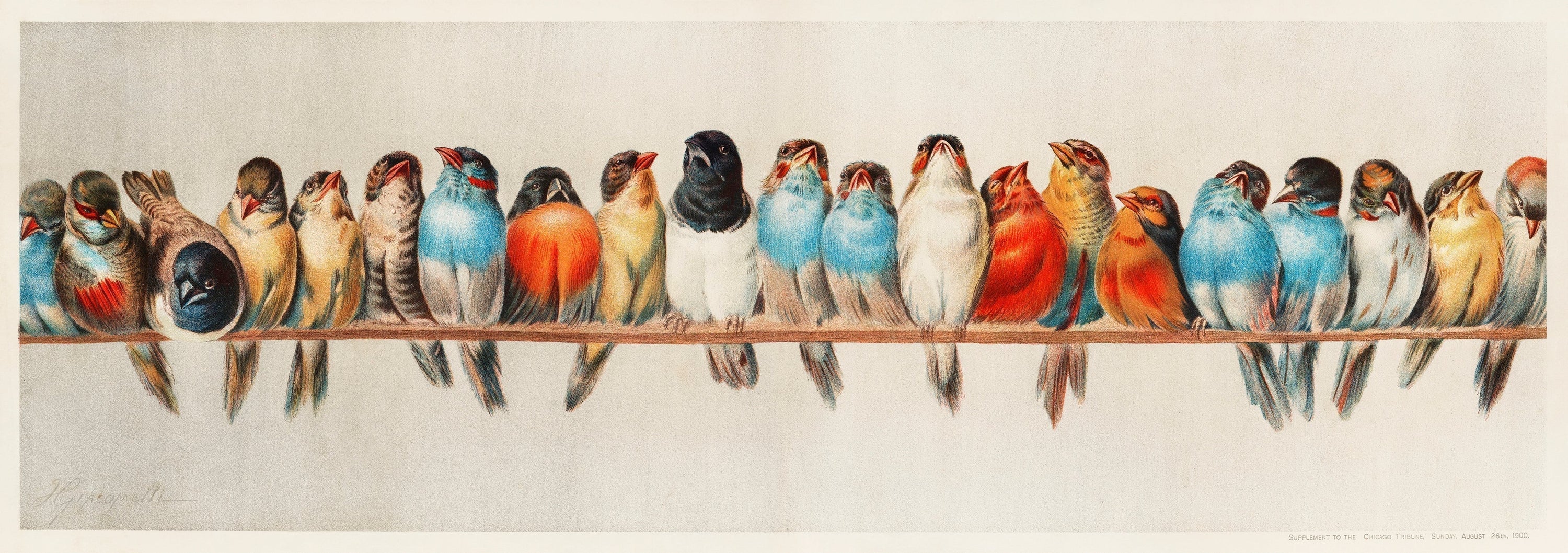 Great Backyard Bird Count Guide - How to Participate & Why It Matters ...